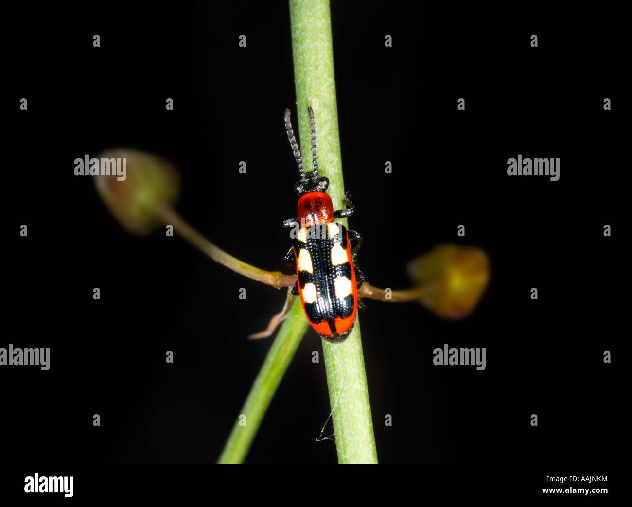 Asparagus beetle on asparagus stem against black background Stock Photo ...