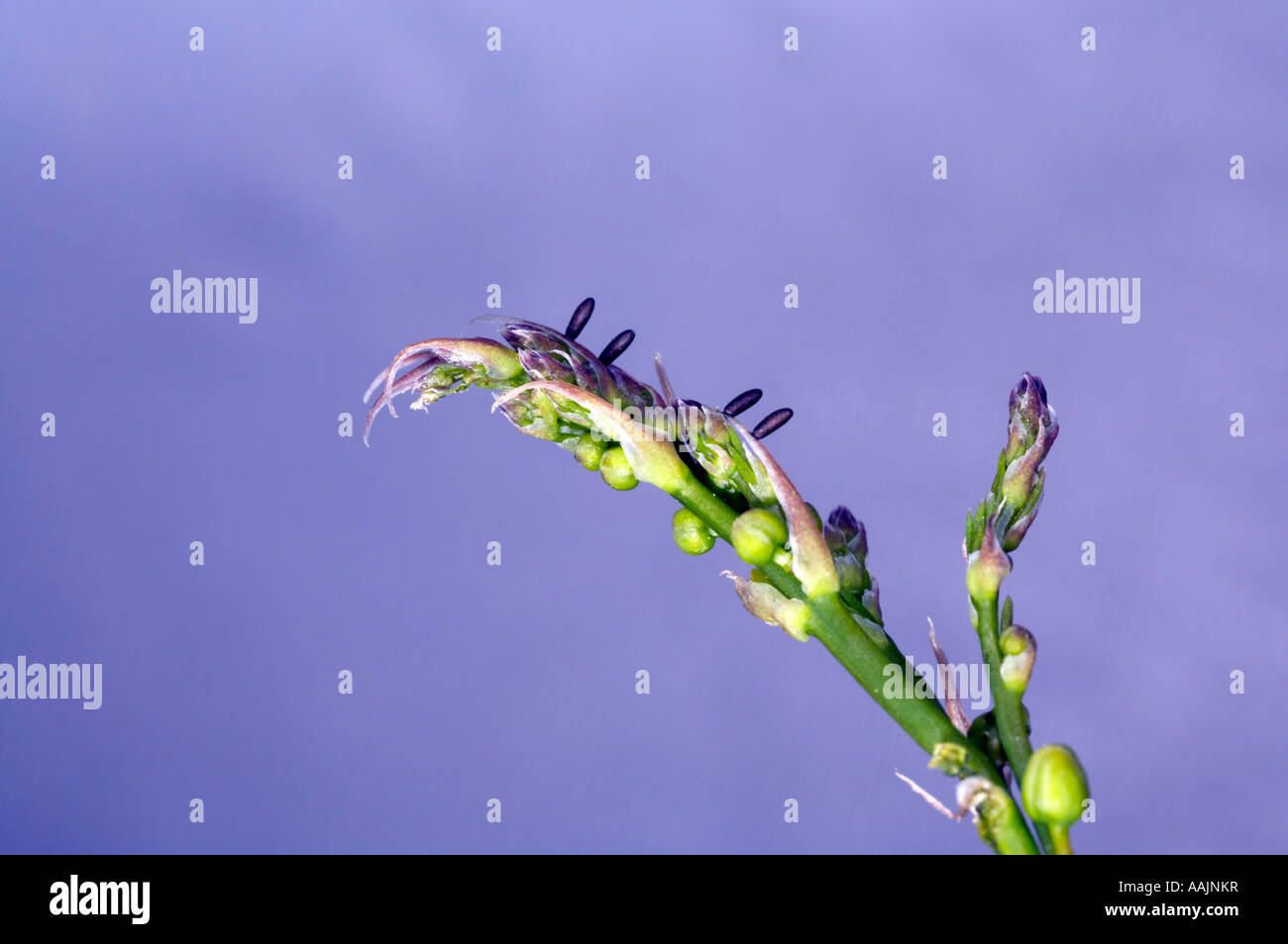 Asparagus beetle eggs hi-res stock photography and images - Alamy