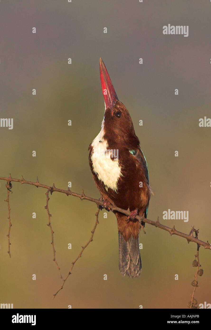 White throated Kingfisher, Halcyon smyrnensis, fishing, Goa, India ...