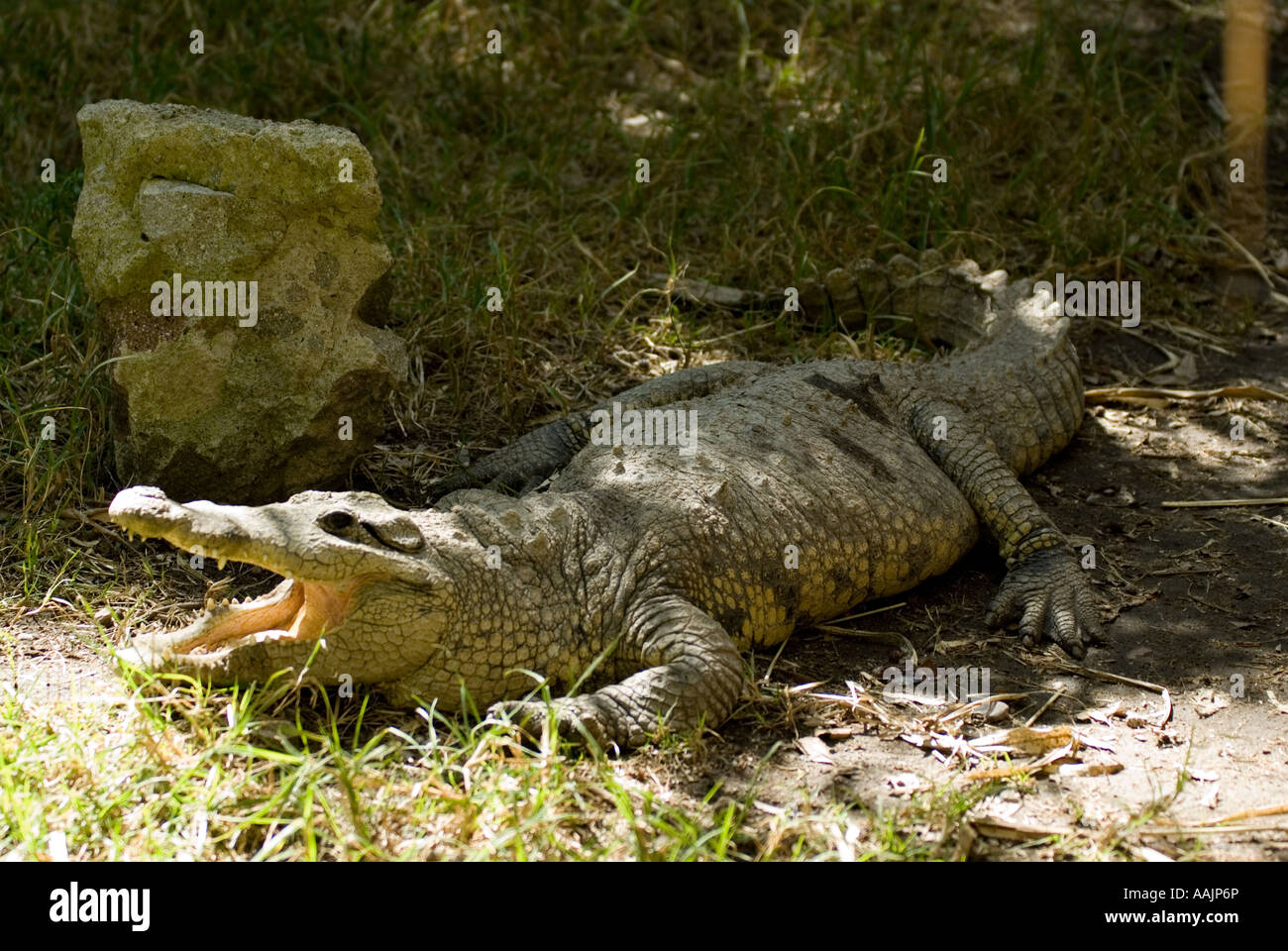 crocodile in the zoo Stock Photo - Alamy