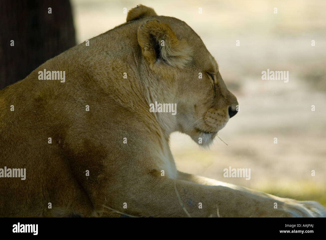 Lioness close up in a zoo Stock Photo - Alamy