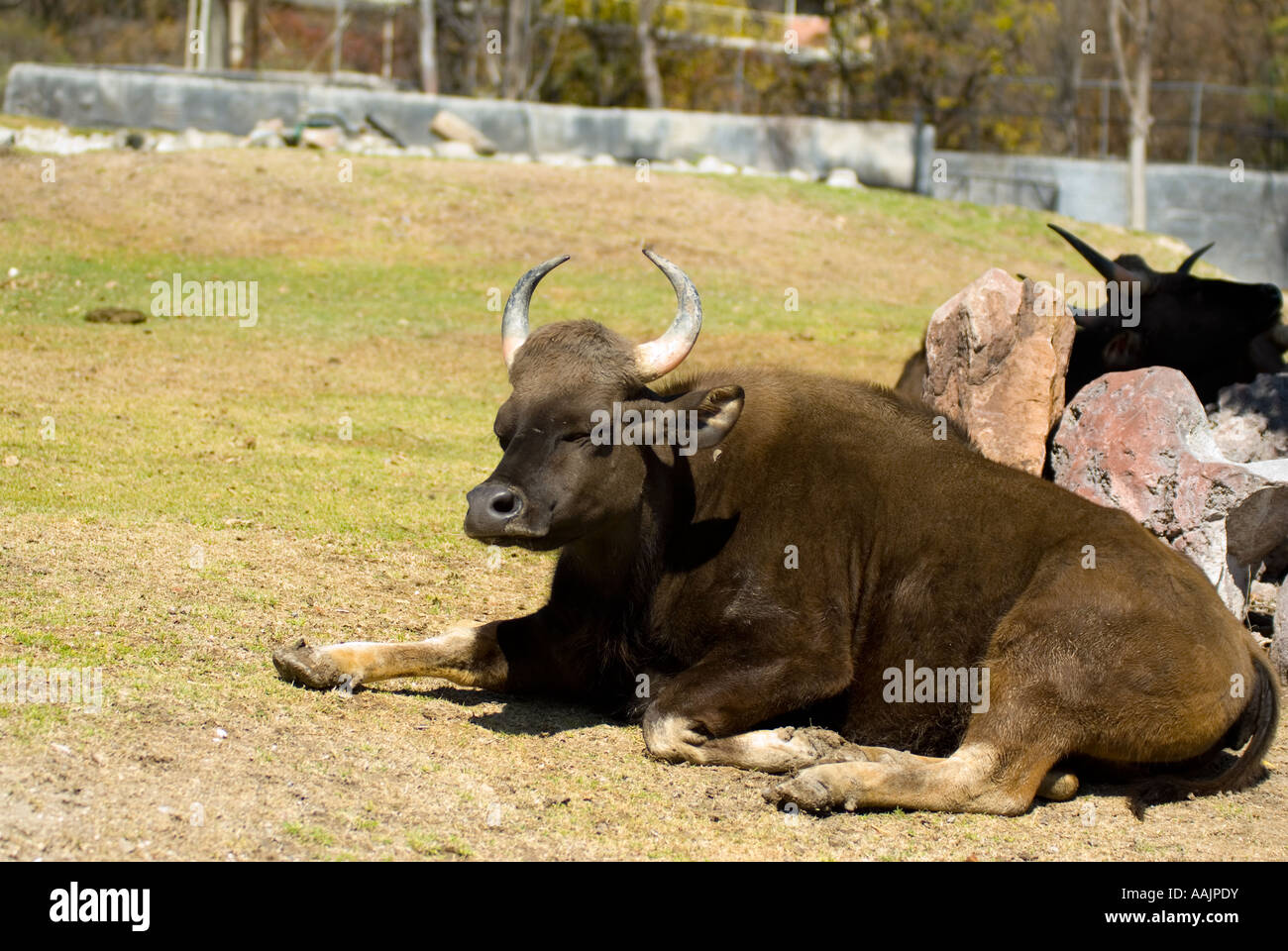 bulls relaxing in a zoo Stock Photo - Alamy