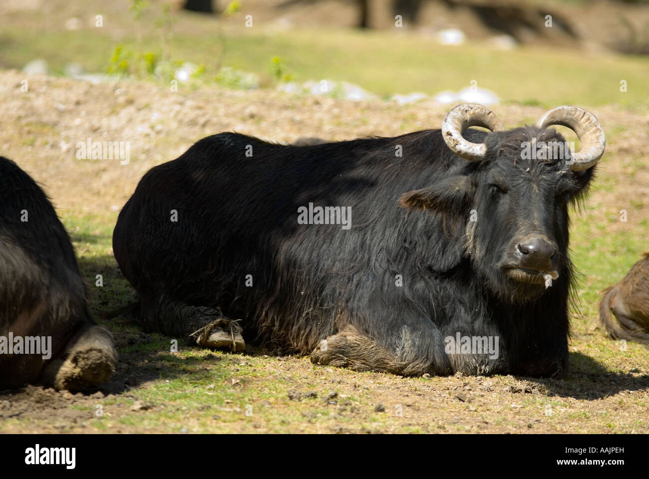 bulls relaxing in a zoo Stock Photo - Alamy