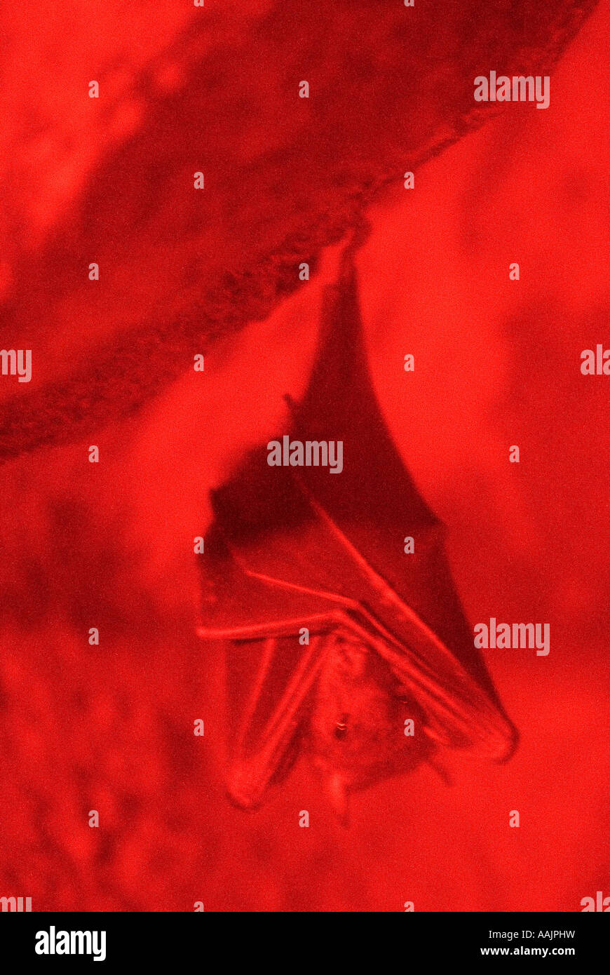 bat head downwards in a red light in the zoo Stock Photo - Alamy