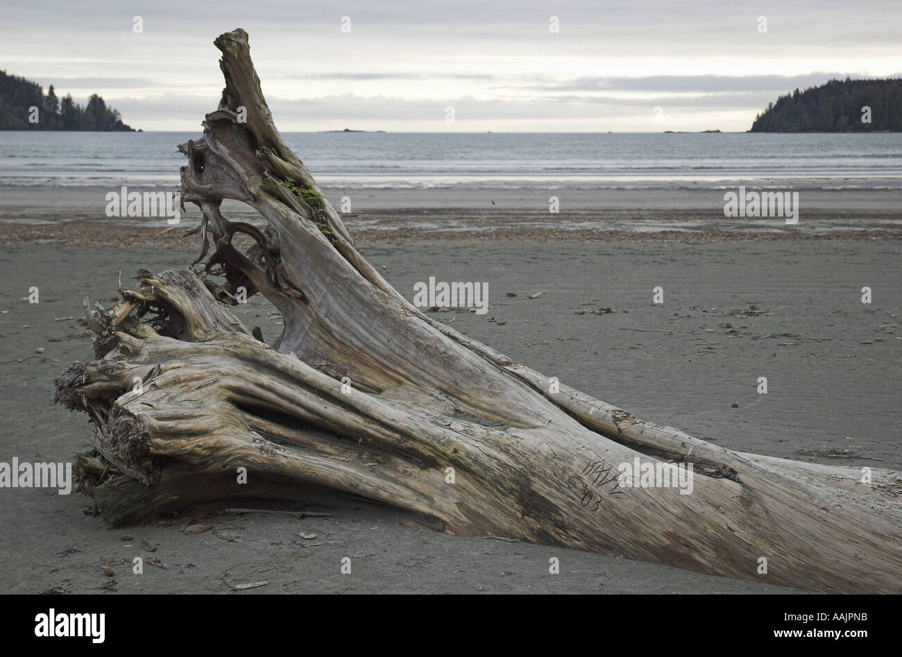 Beached whale tree Stock Photo - Alamy