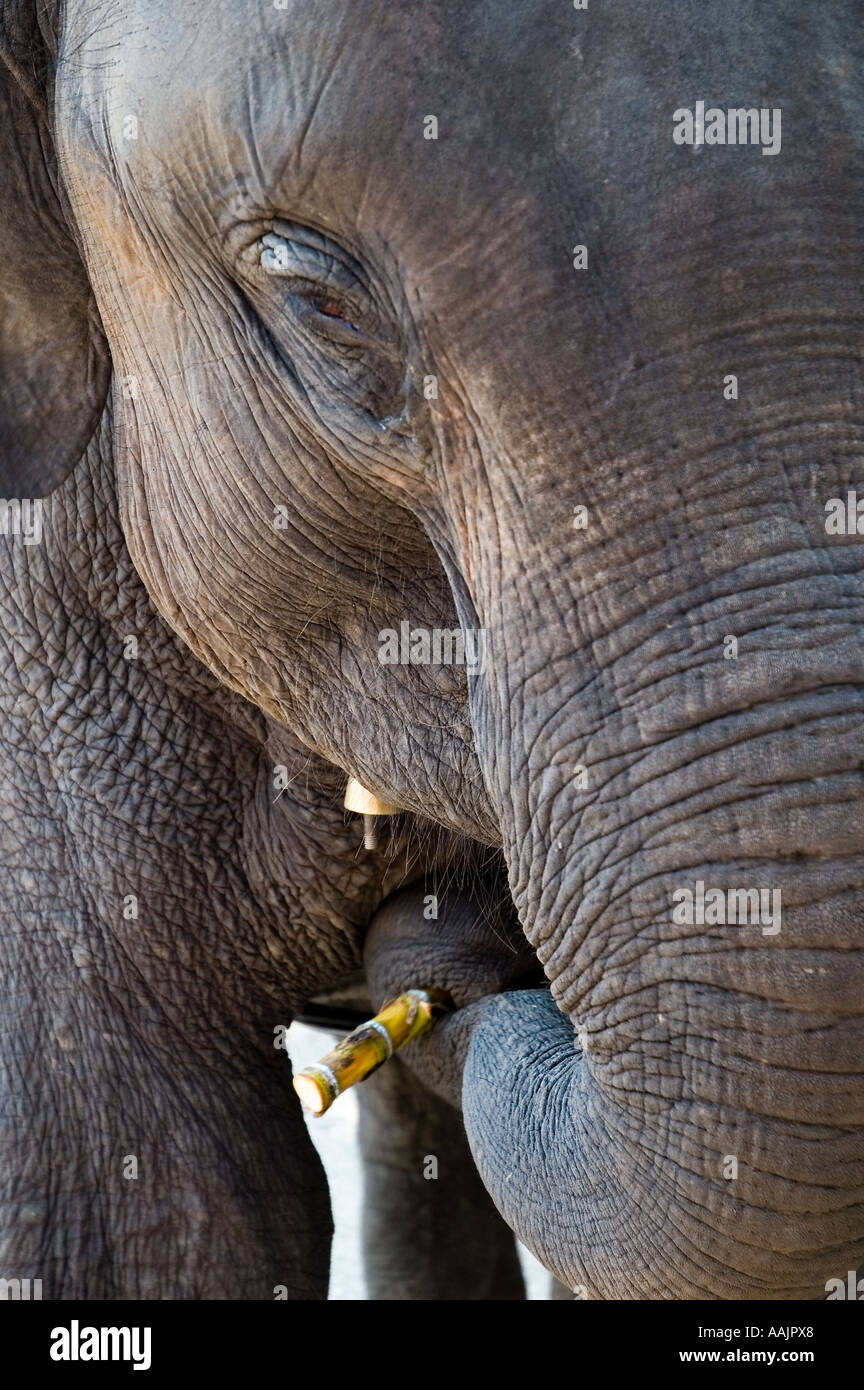 A young elephant eats sugar cane at the Elephant Training Center in Mae ...