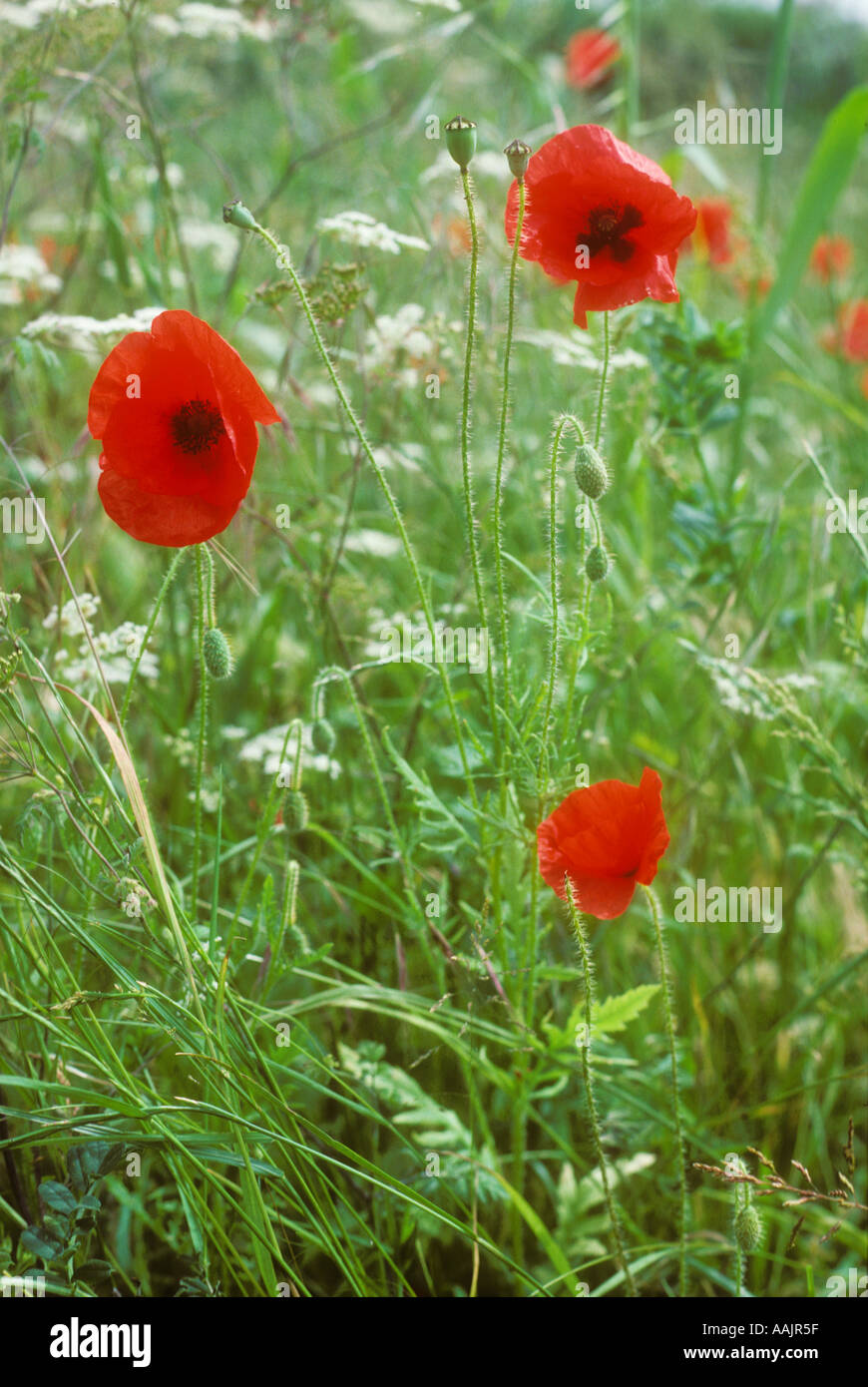 Poppies growing wild in a field Stock Photo - Alamy
