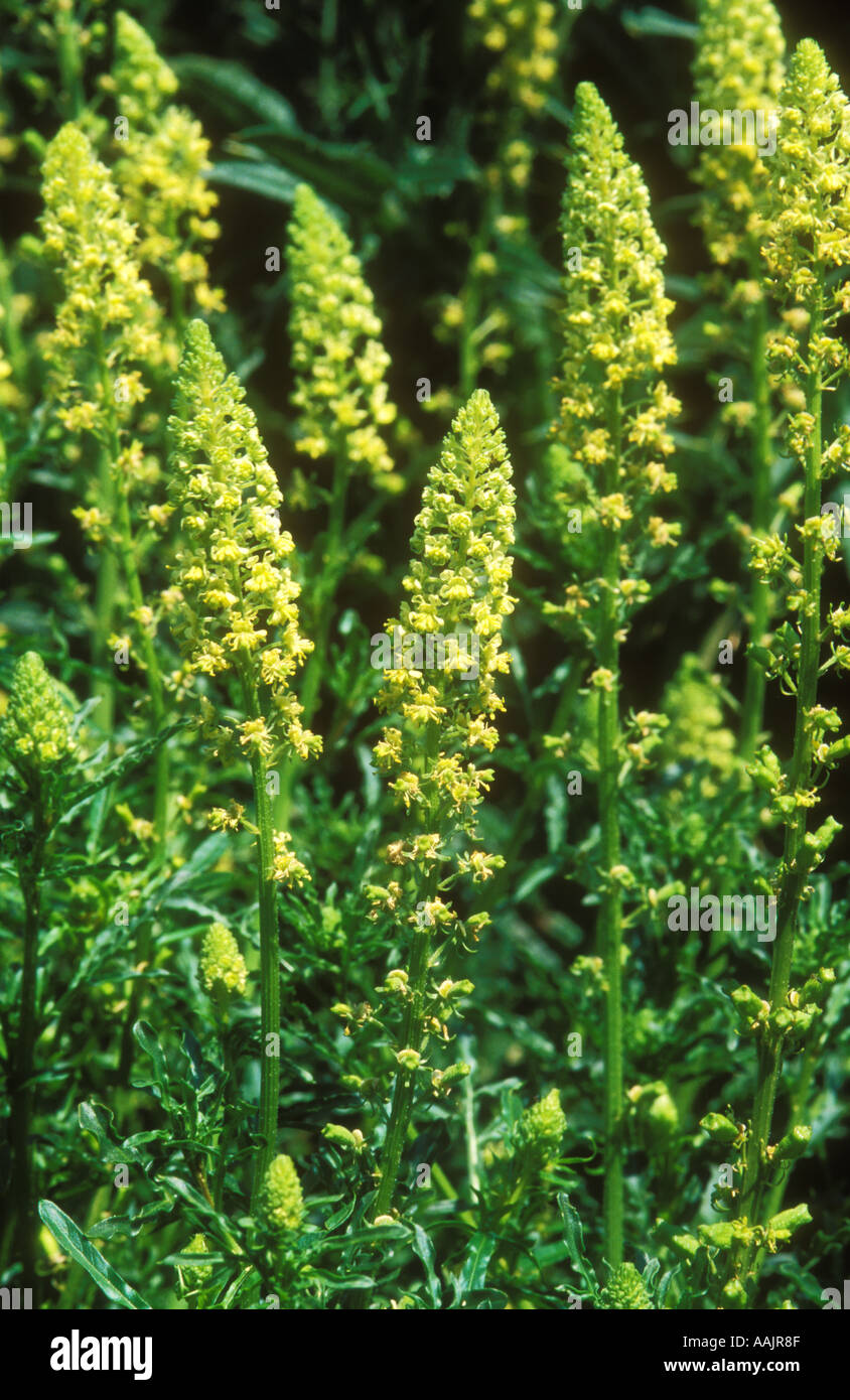 Mignonette uk hi-res stock photography and images - Alamy