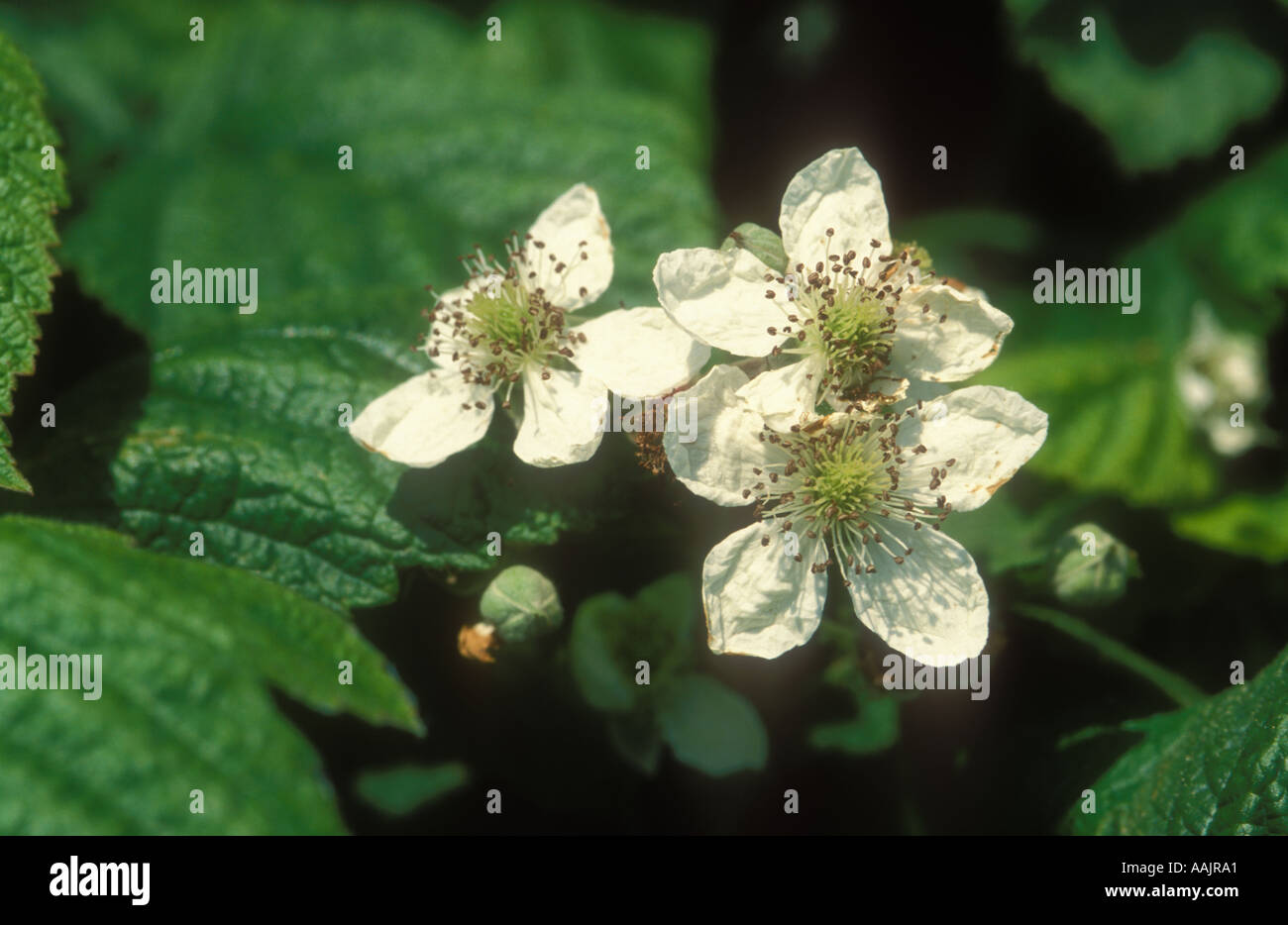 Jumble of flowers hi-res stock photography and images - Alamy