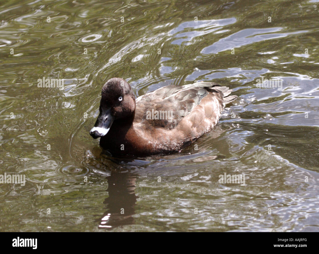 Falkland flightless Duck Stock Photo - Alamy
