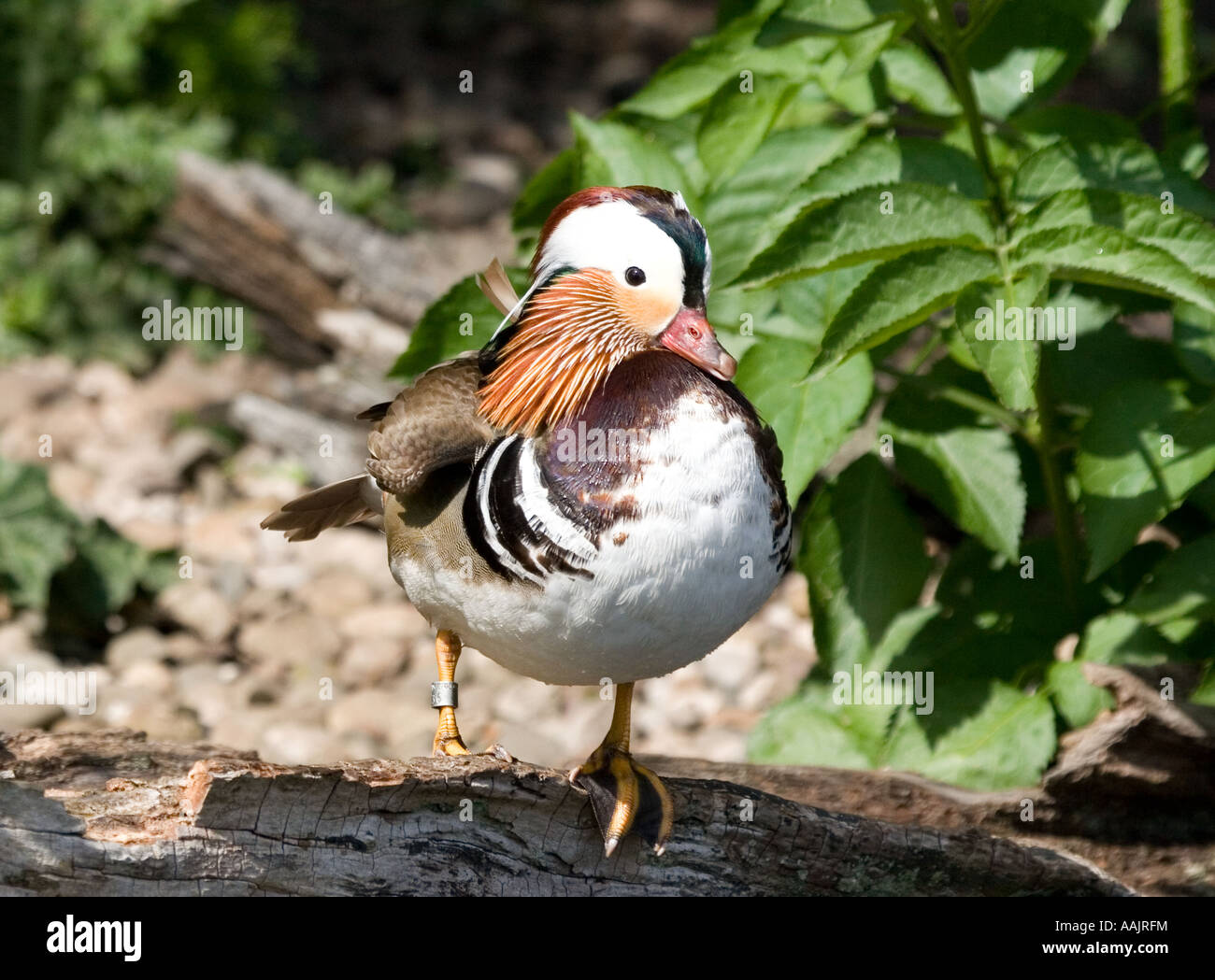 Mandarin Duck, Aix galericulata, Male Stock Photo - Alamy