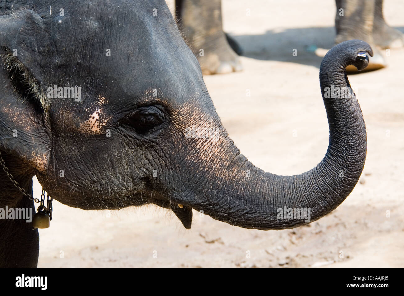 An elephant plays the harmonica at the Elephant Training Center in Mae ...