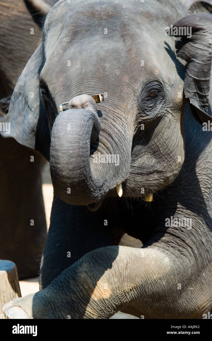 Harmonica training hi-res stock photography and images - Alamy