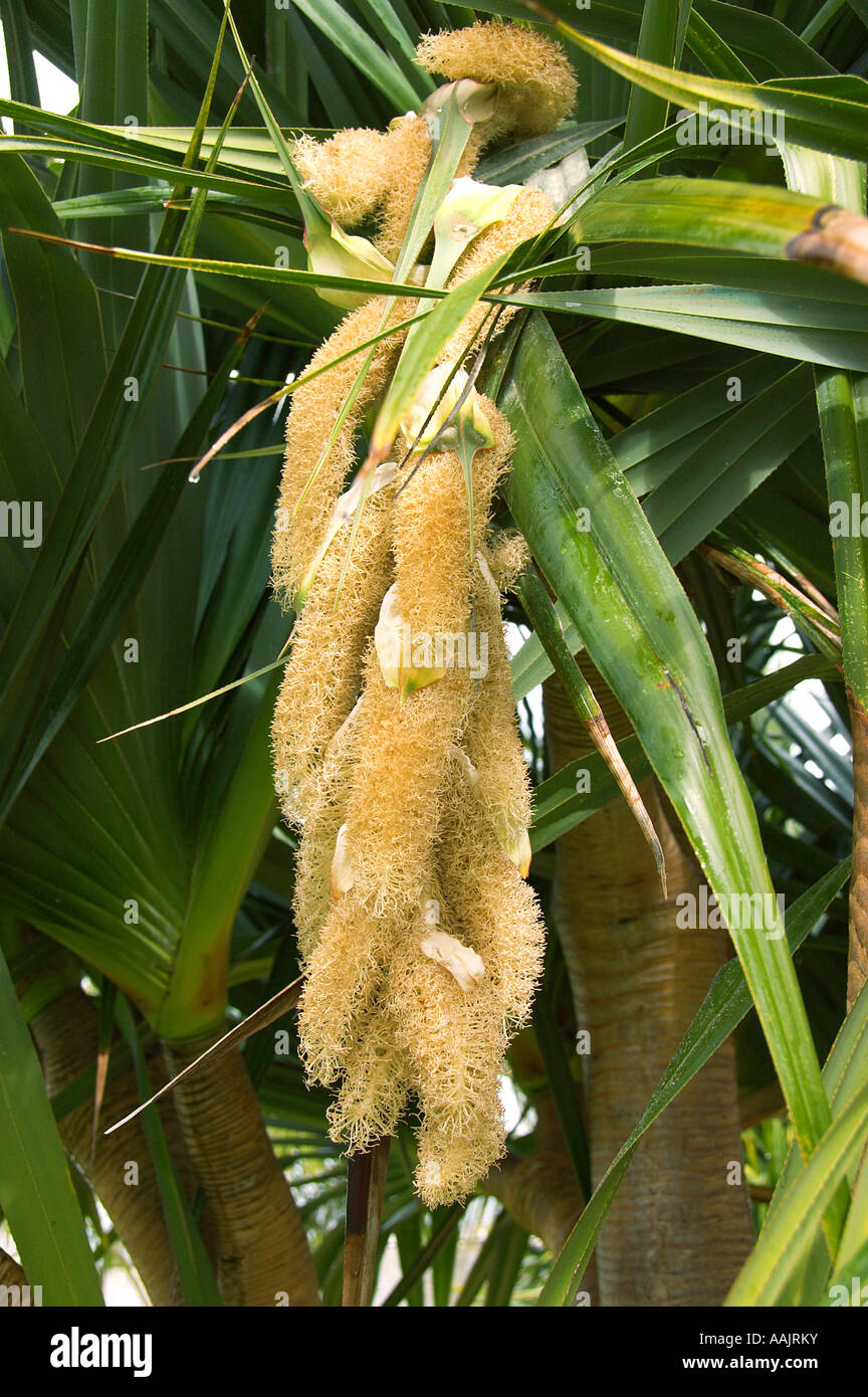 Yucatan palms tree flower Stock Photo - Alamy