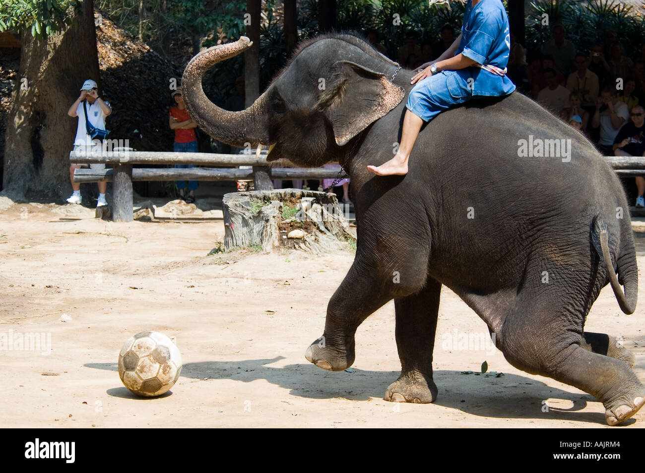 An elephant plays football at the Elephant Training Center in Mae Sa ...