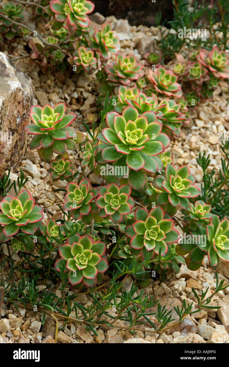 Haworth's Aeonium (Aeonium haworthii variegatum Stock Photo - Alamy