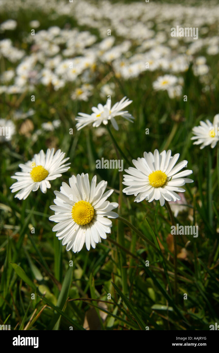 Common Daisy Bellis Perennis on sunny day Stock Photo - Alamy