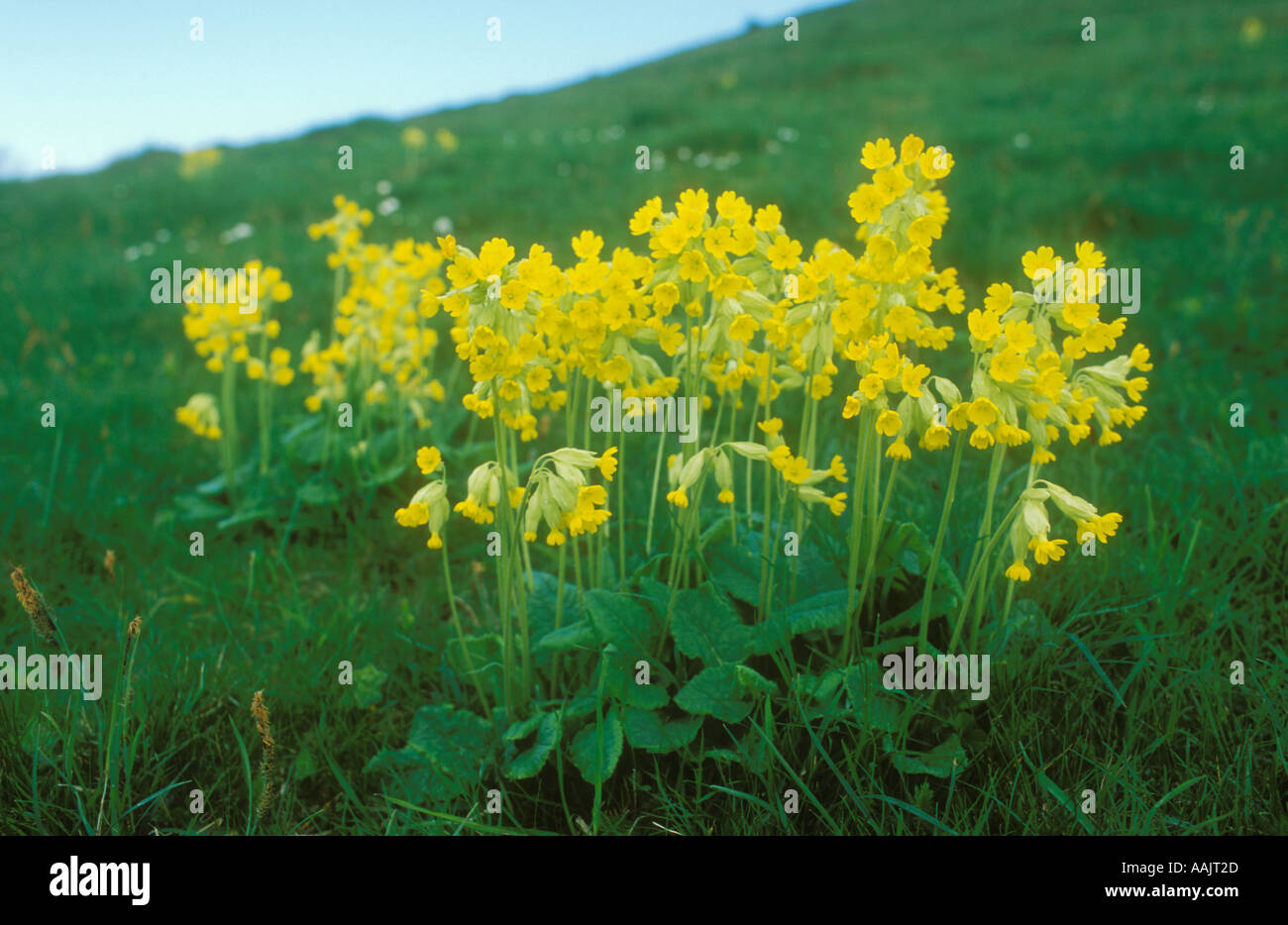 Large group of Cowslips on Downland Stock Photo - Alamy
