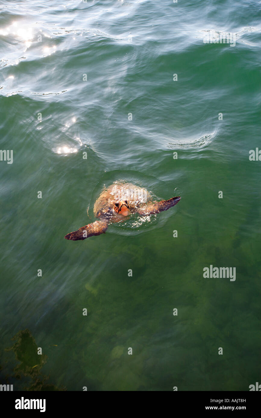 GREECE IONIAN ZAKYNTHOS ISLAND A LOGGERHEAD TURTLE CARETTA CARETTA ...