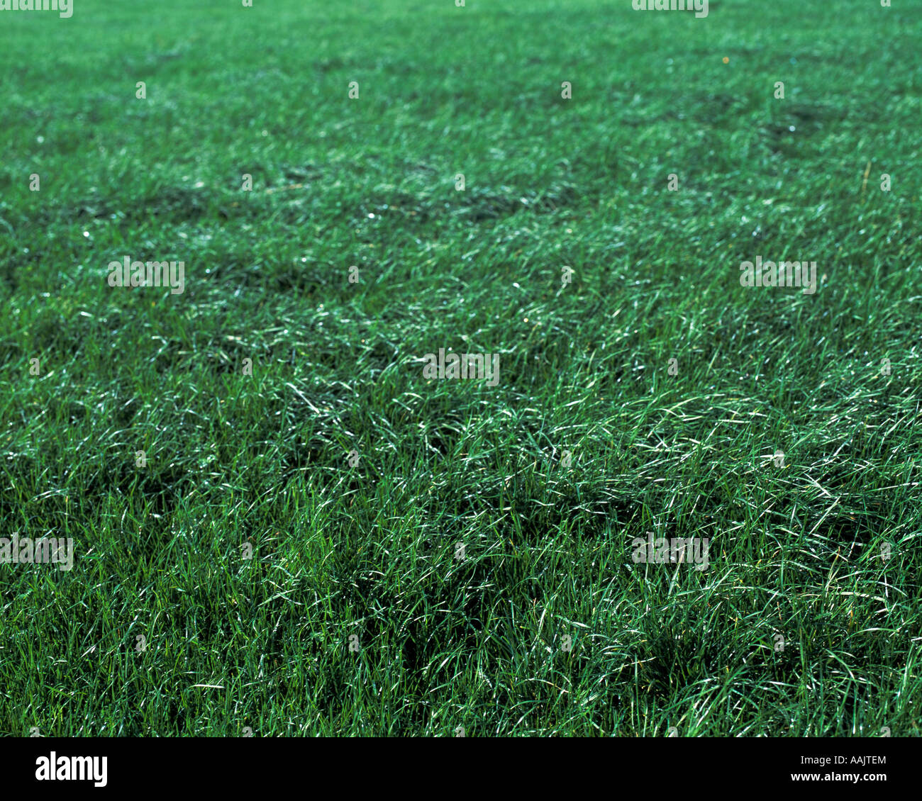 farm, abbeydorney, county kerry, ireland, green grass growing profusely ...
