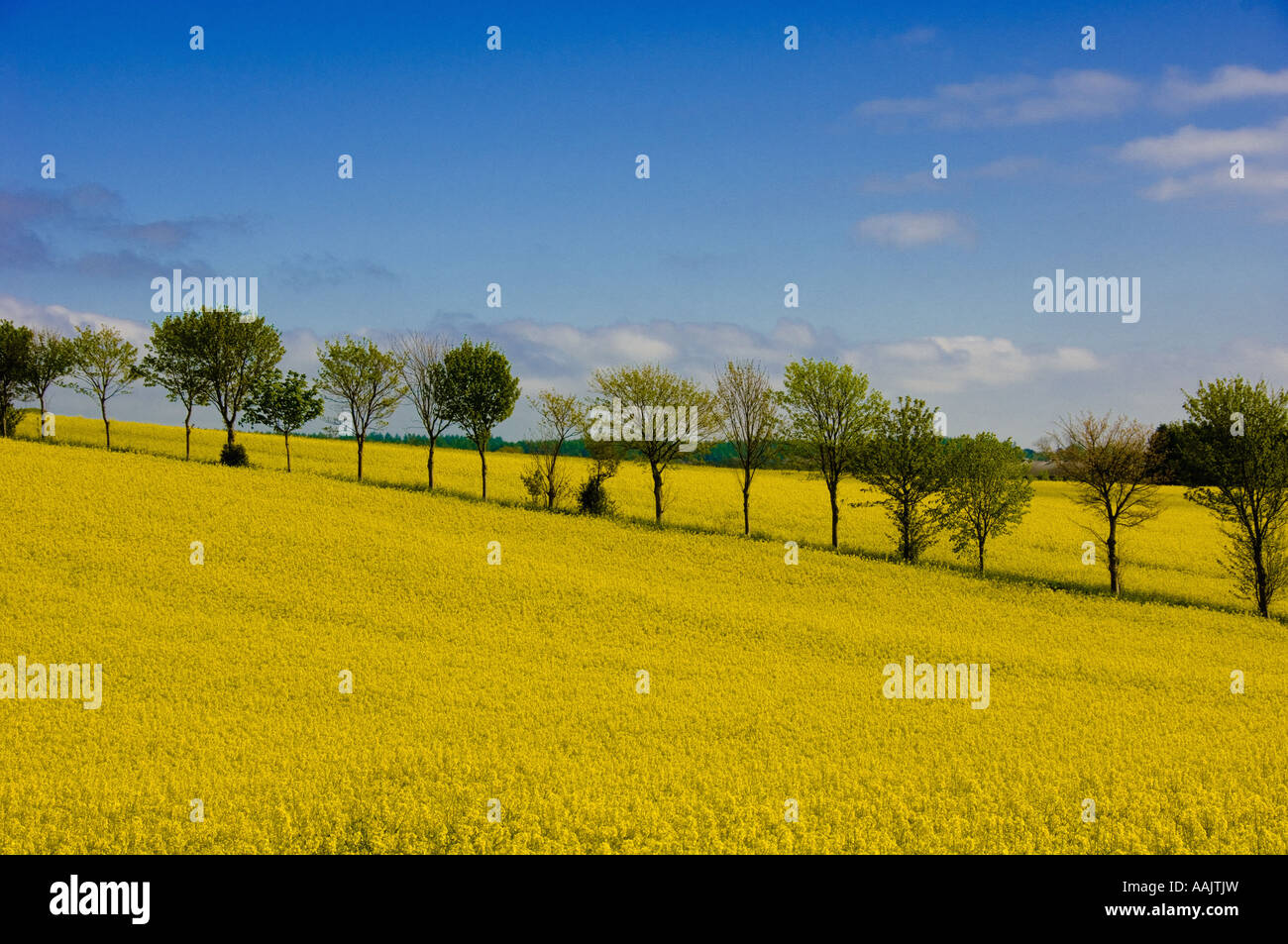 Yellow rapeseed field gently sloping with a line of sapling trees ...