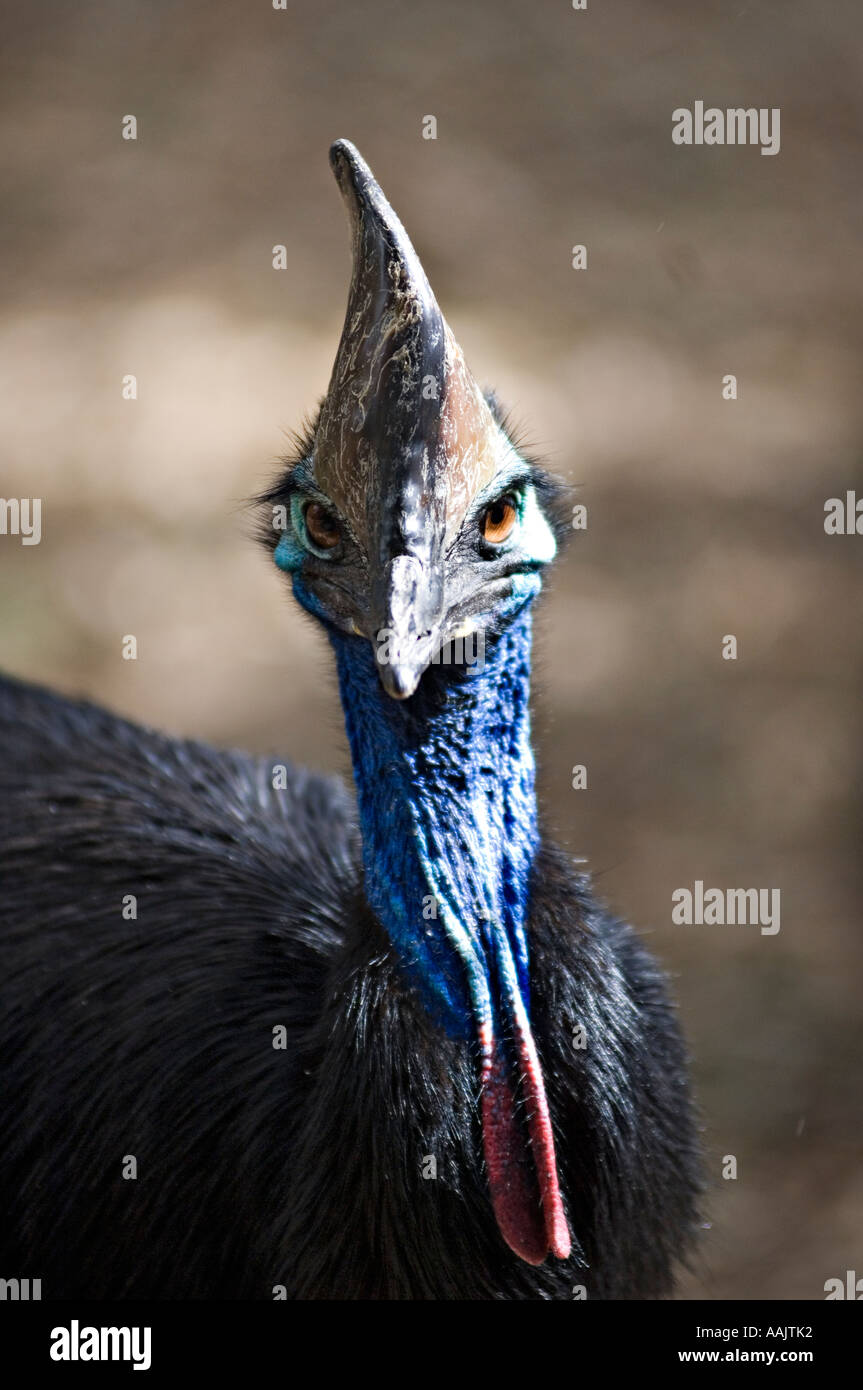 featherdale natural reserve sydney Stock Photo - Alamy