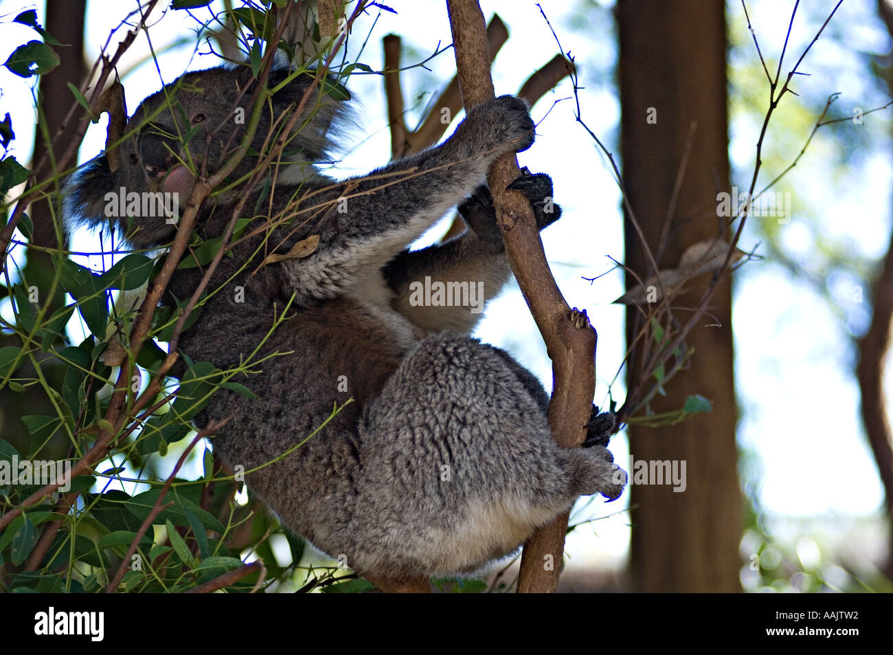 featherdale natural reserve sydney Stock Photo - Alamy