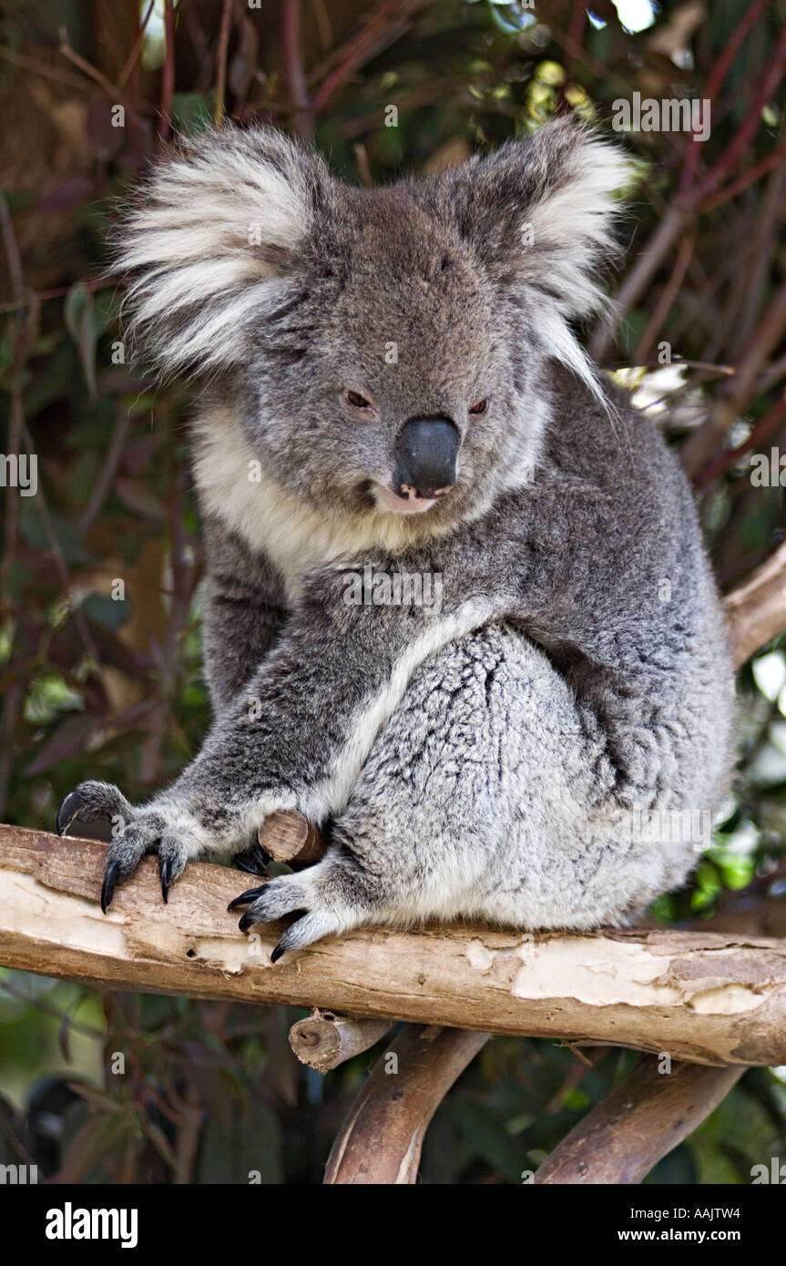 Featherdale koala hi-res stock photography and images - Alamy