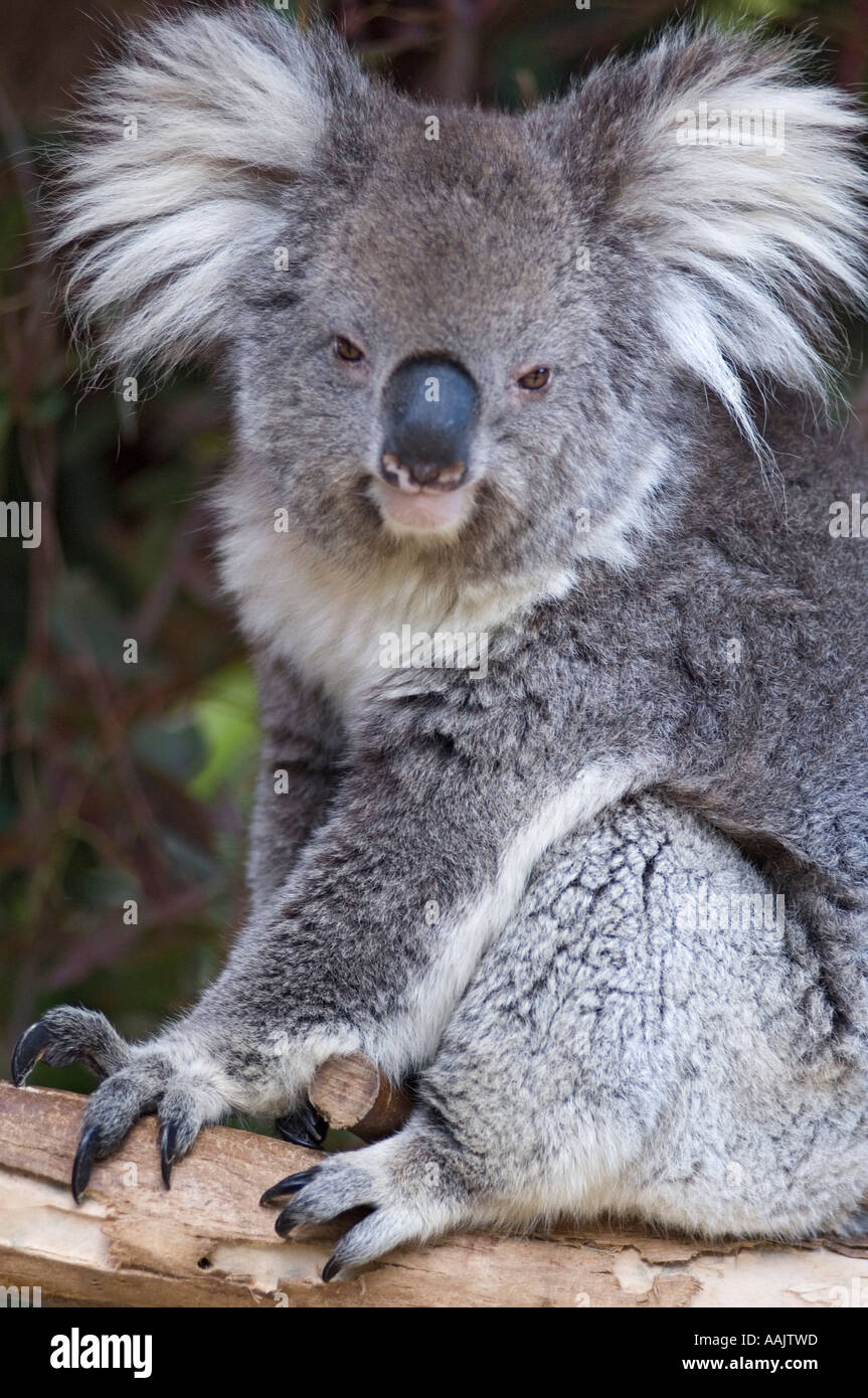featherdale natural reserve sydney Stock Photo - Alamy