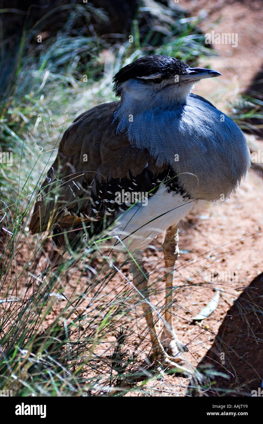 featherdale reserve sydney Stock Photo - Alamy