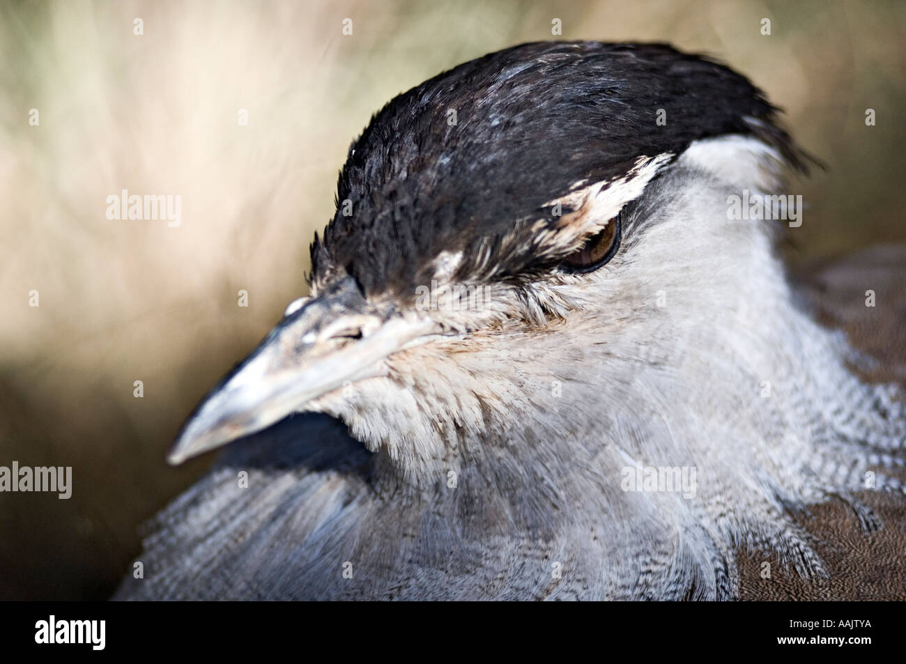 Featherdale wildlife park australia hi-res stock photography and images ...