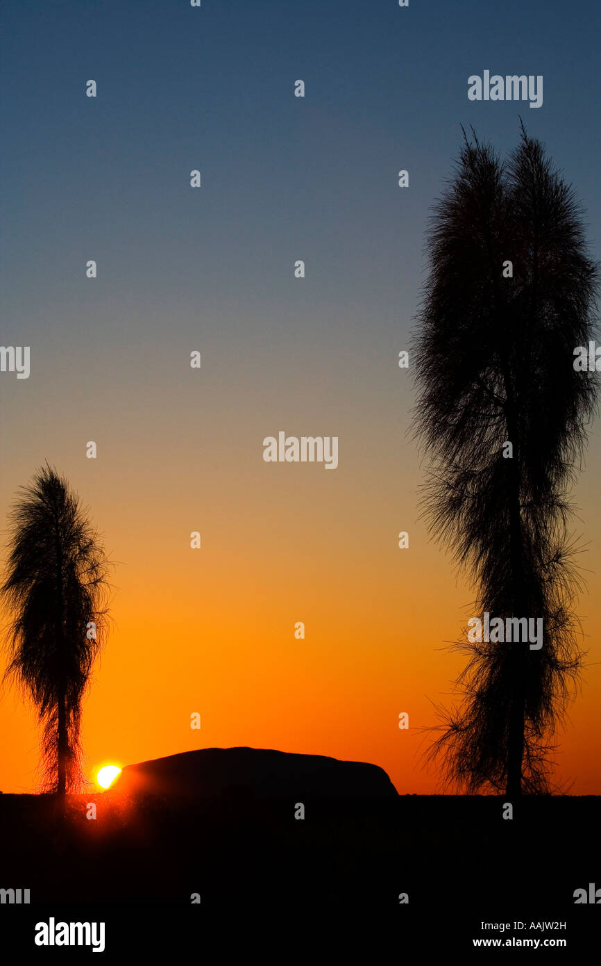 Sunrise Desert Oaks and Uluru Ayers Rock Uluru Kata Tjuta National Park ...