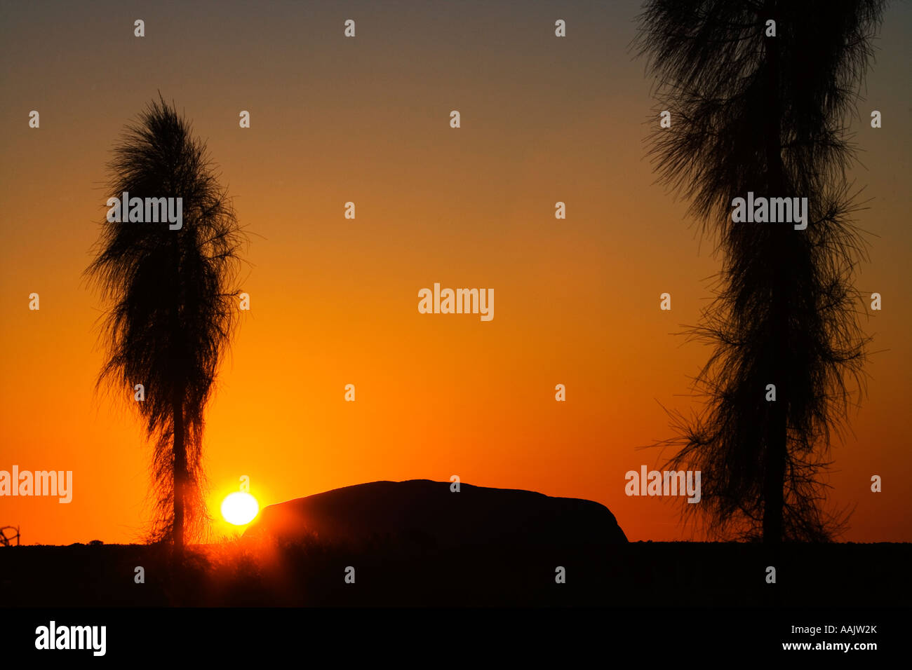Sunrise Desert Oaks and Uluru Ayers Rock Uluru Kata Tjuta National Park ...