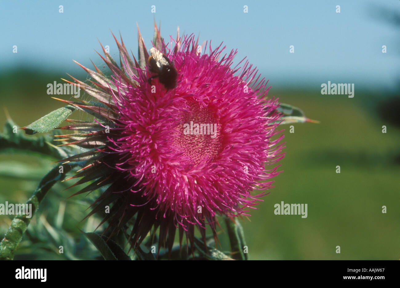 Large thistle prickles hi-res stock photography and images - Alamy