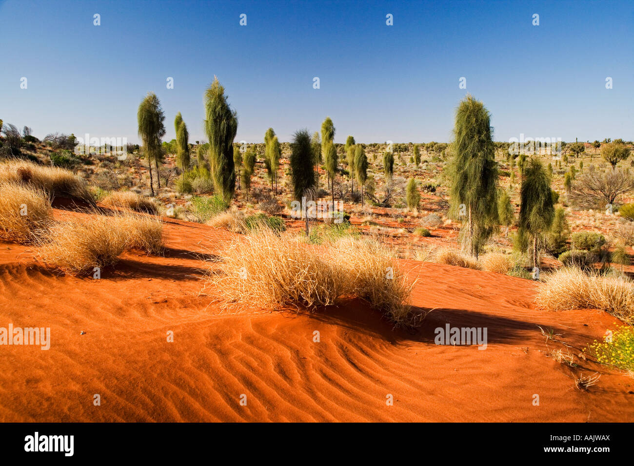 Desert Oaks Uluru Kata Tjuta National Park World Heritage Area Northern ...