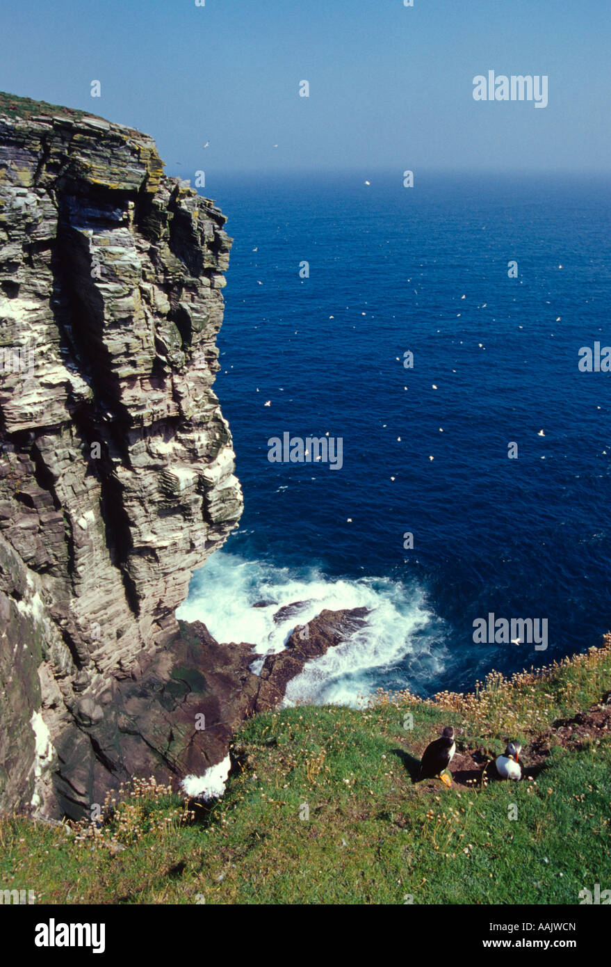 Noss national nature reserve hi-res stock photography and images - Alamy