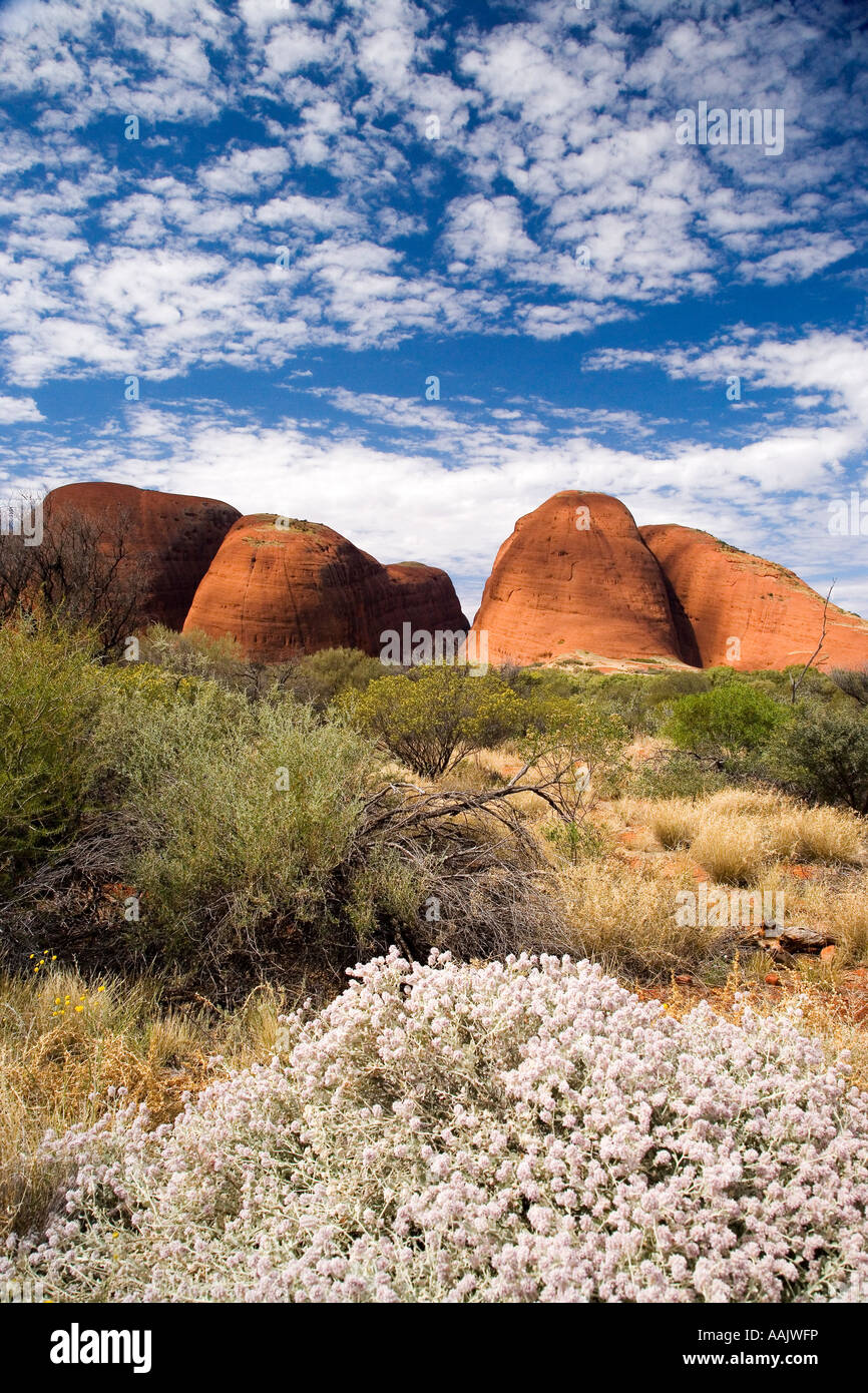 Wildflowers and Kata Tjuta Uluru Kata Tjuta National Park World ...