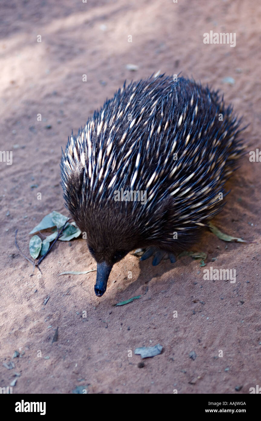 Featherdale wildlife park australia hi-res stock photography and images ...