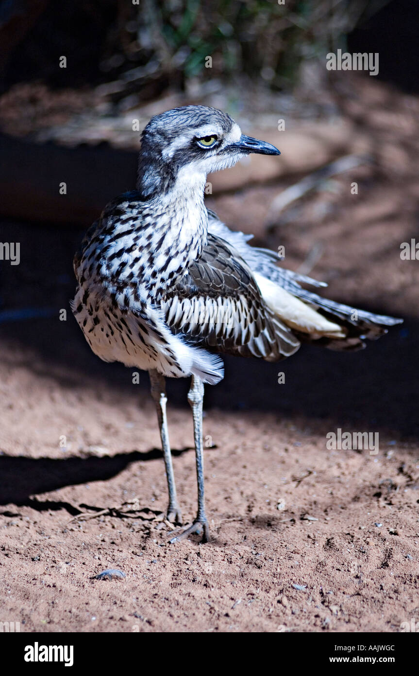 Featherdale wildlife park sydney hi-res stock photography and images ...