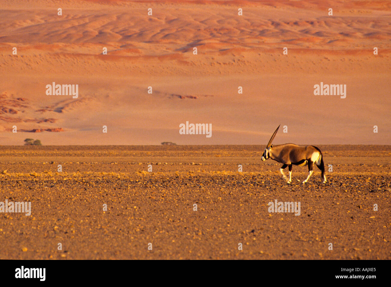 Sable antelope in the Namib Naukluft Park Namib desert Namibia Africa ...