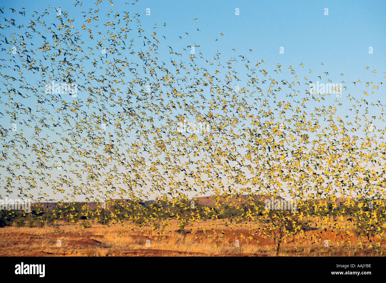 Large flock of wild Budgerigars Stock Photo - Alamy