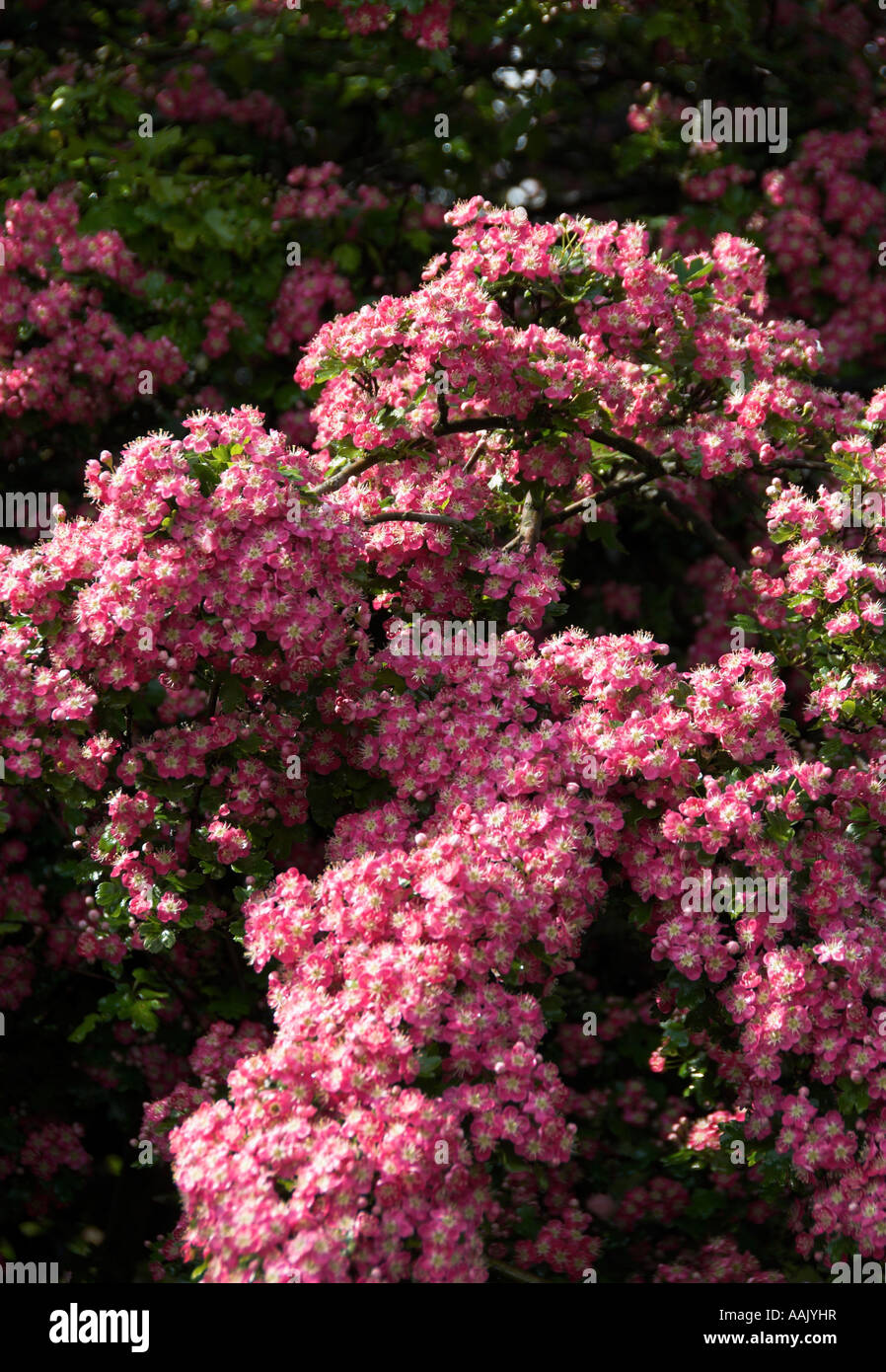 Crataegus oxyacanthoides hi-res stock photography and images - Alamy