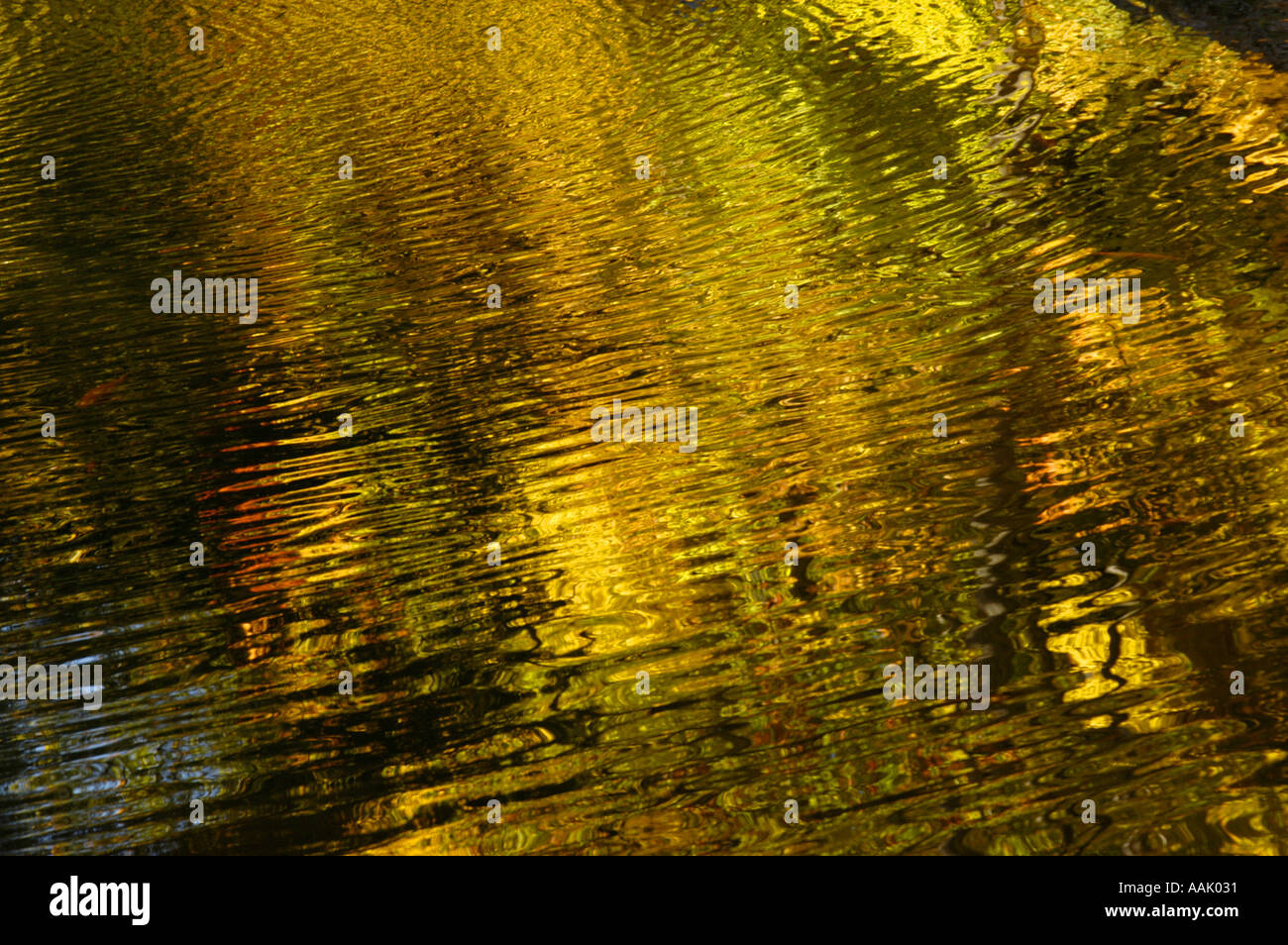 Golden reflection in stream Stock Photo - Alamy