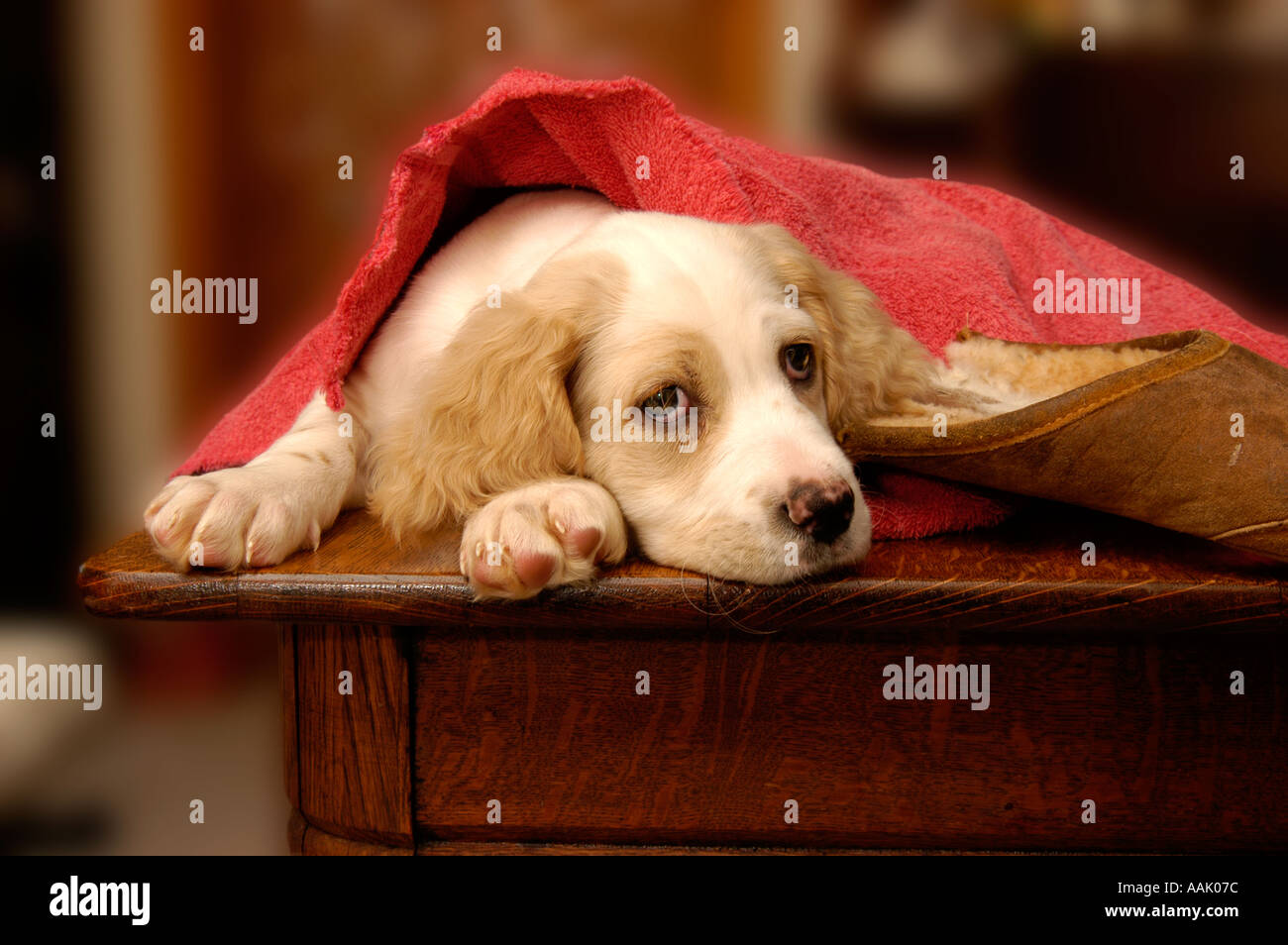 English setter puppy under towel Stock Photo - Alamy