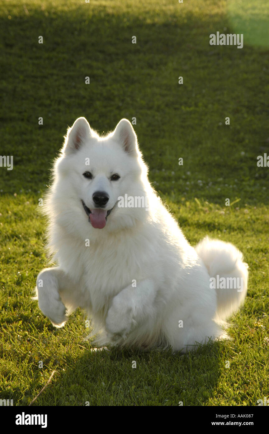 Samoyed dog ready for takeoff Stock Photo - Alamy