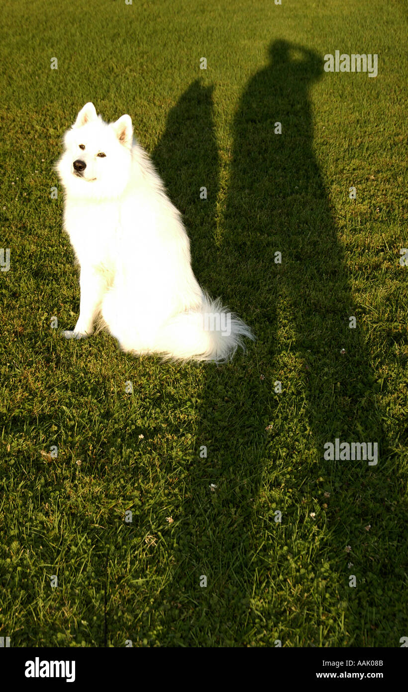 Samoyed dog and shadow Stock Photo - Alamy