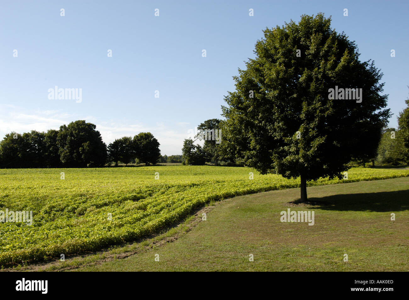 Growing corn field Stock Photo - Alamy