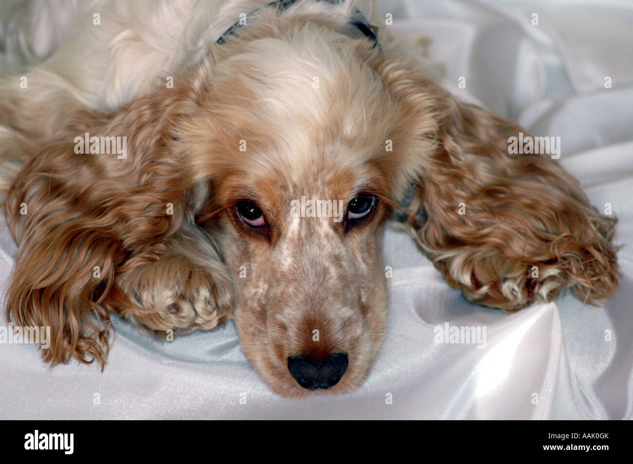 Orange roan cocker spaniel hi-res stock photography and images - Alamy
