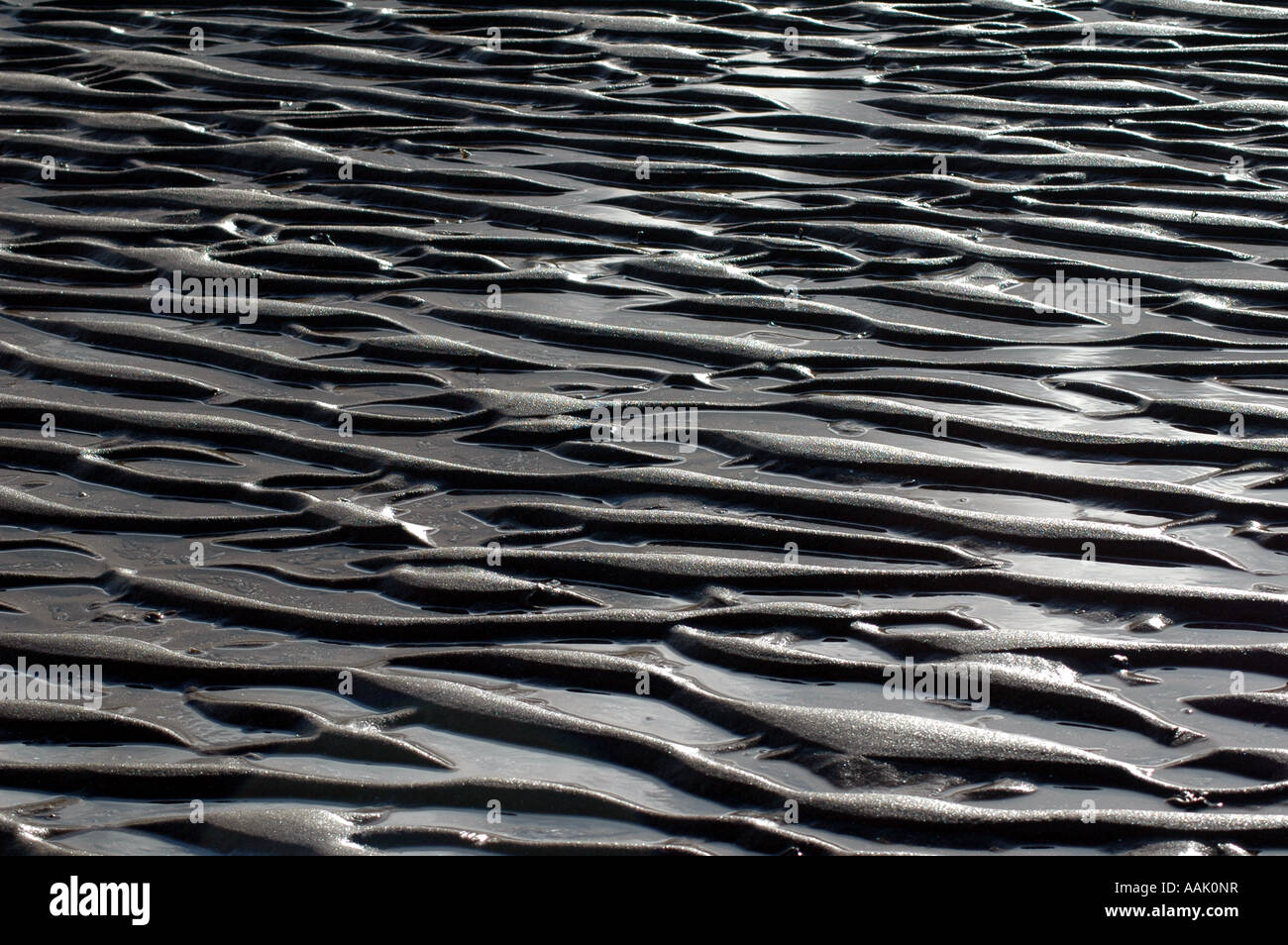 sea shapes 1 Stock Photo - Alamy