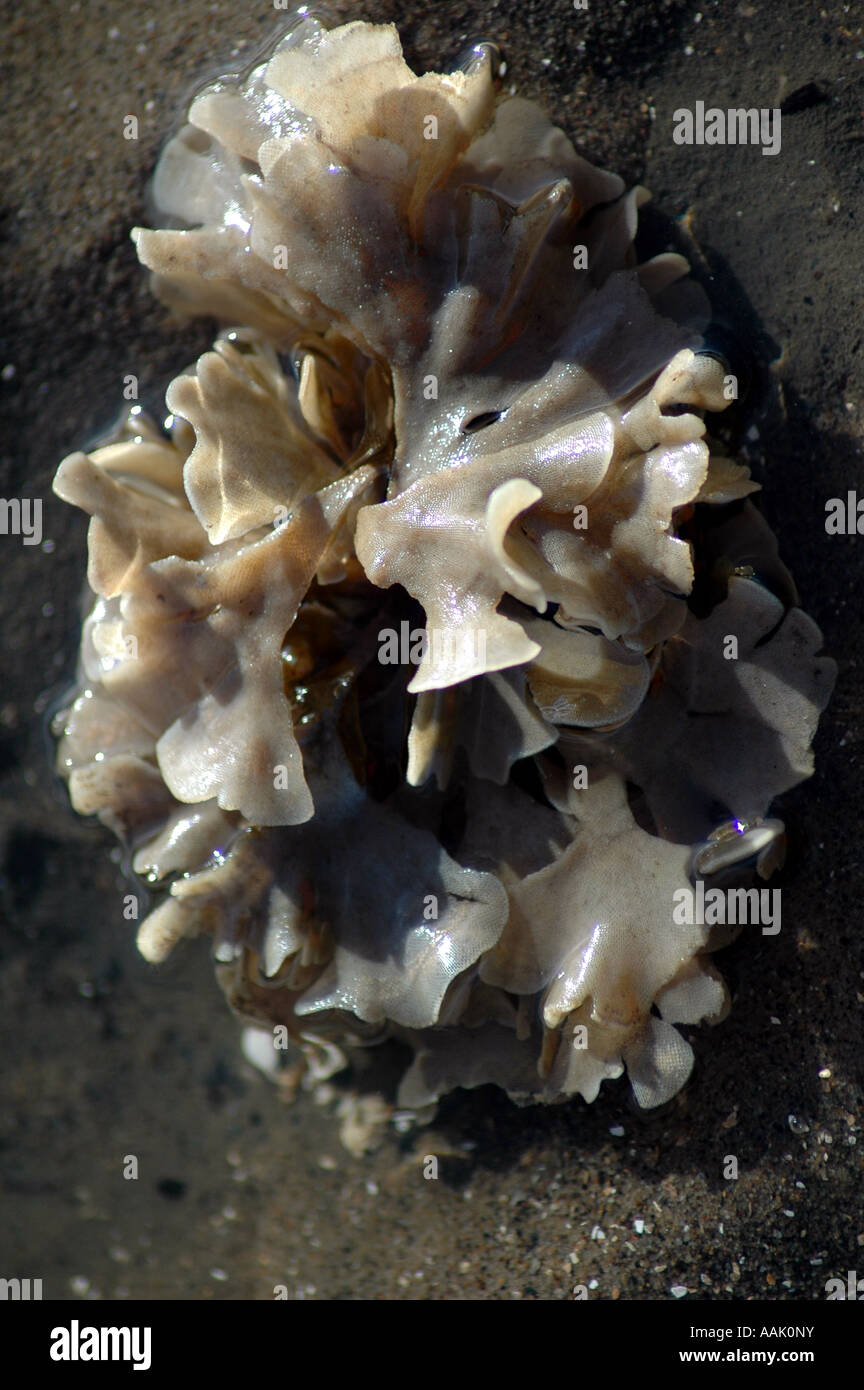 Silverknowes beach hi-res stock photography and images - Alamy